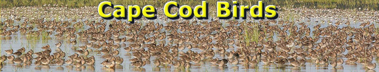 Cape Cod Birds | Devoted to birds and birding on Cape Cod